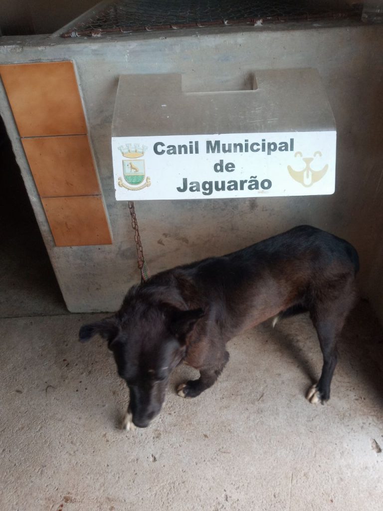 animal recolhidfo dia 14/01/2026 – Prefeitura de Jaguarão